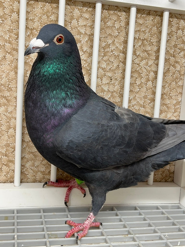 Collections – Rocky Ridge Pigeons