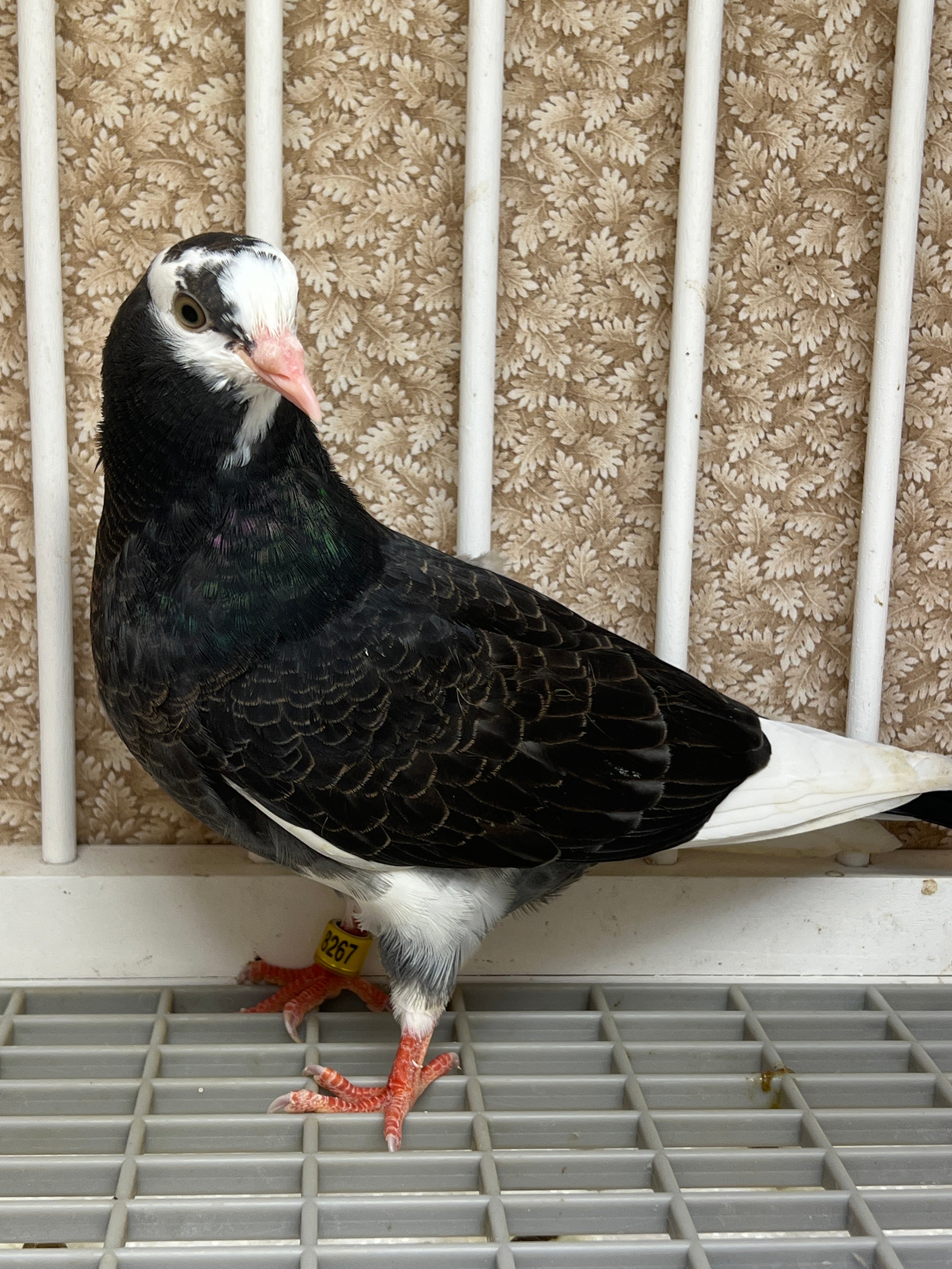 Birminham Roller Pigeons – Rocky Ridge Pigeons