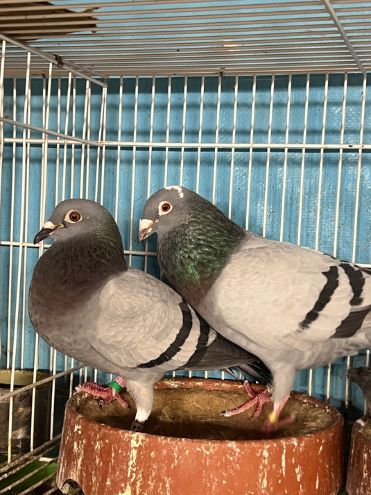 Collections – Rocky Ridge Pigeons