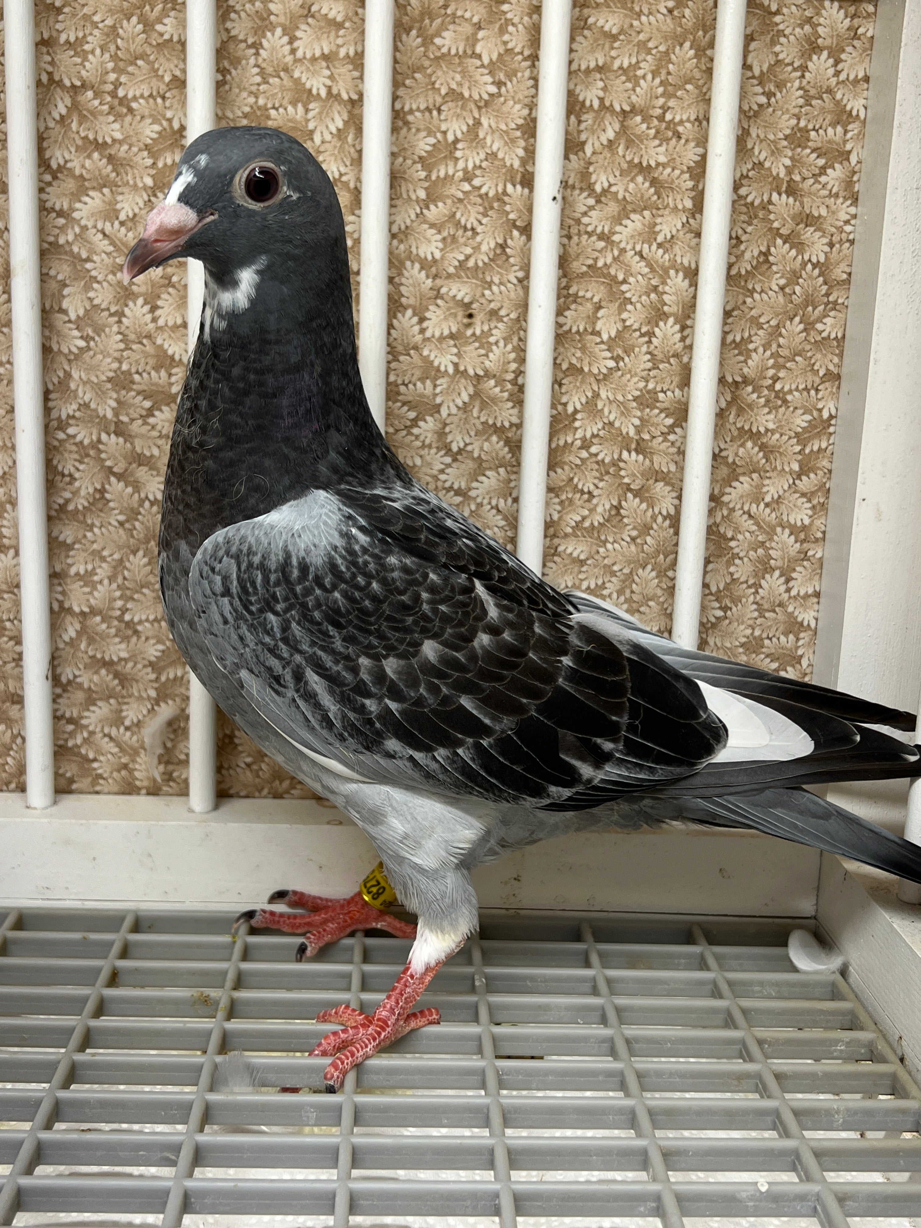 Racing Pigeons – Rocky Ridge Pigeons