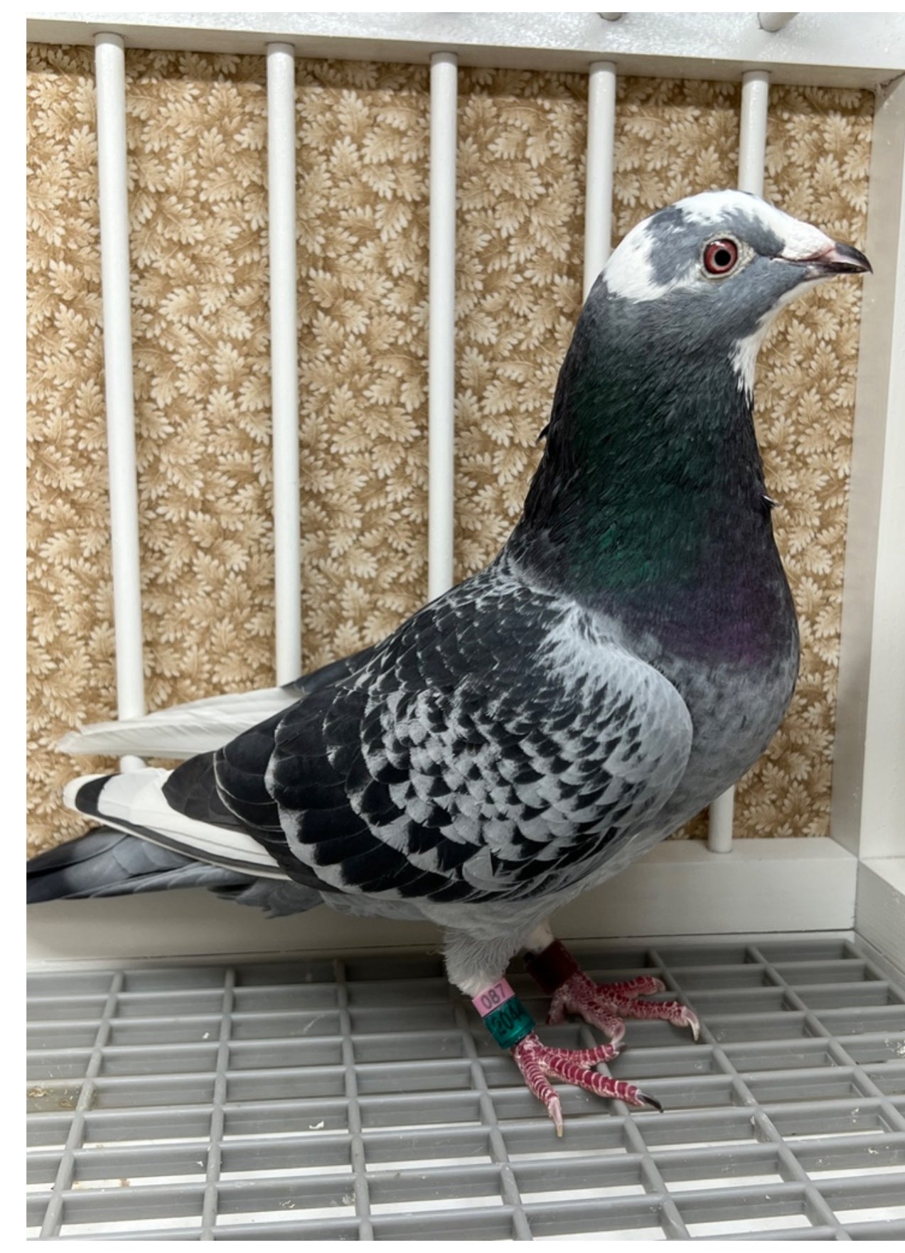 "HVR" Huyskens-Van Riel – tagged "HVR" – Rocky Ridge Pigeons