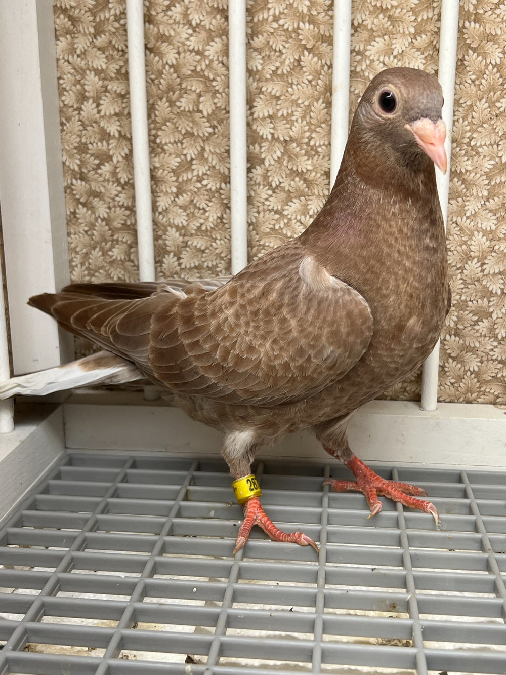 Collections – Rocky Ridge Pigeons