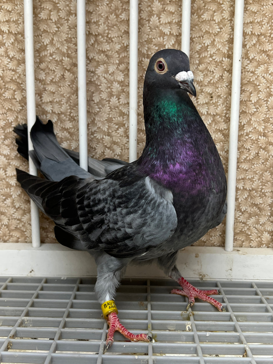 Racing Pigeons – Rocky Ridge Pigeons