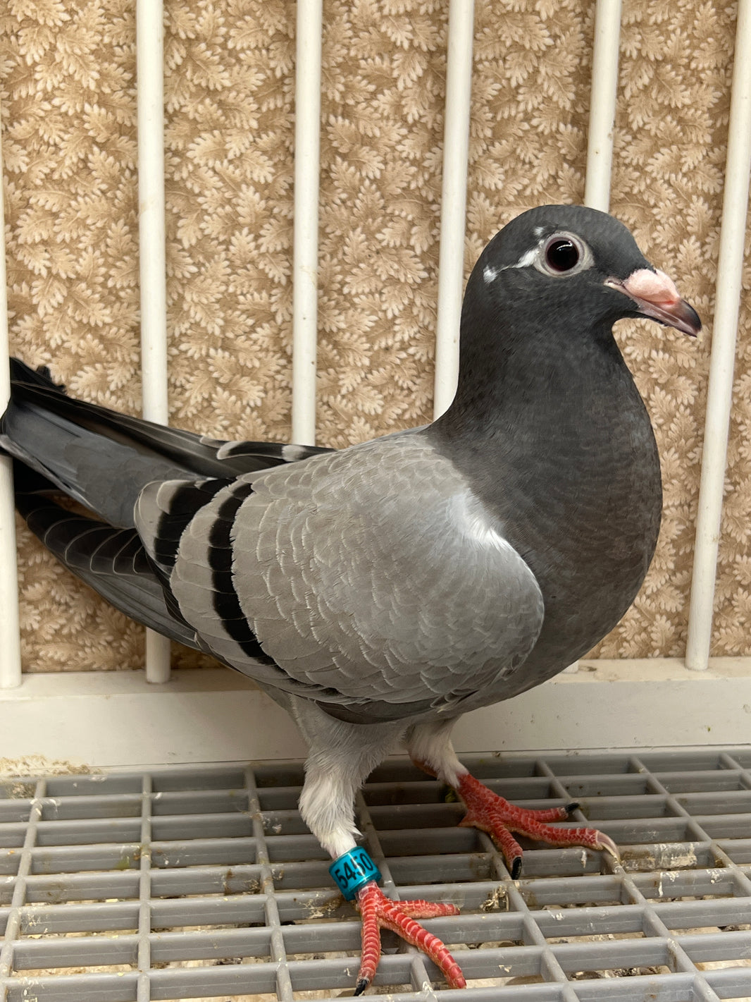 Racing Pigeons – Rocky Ridge Pigeons