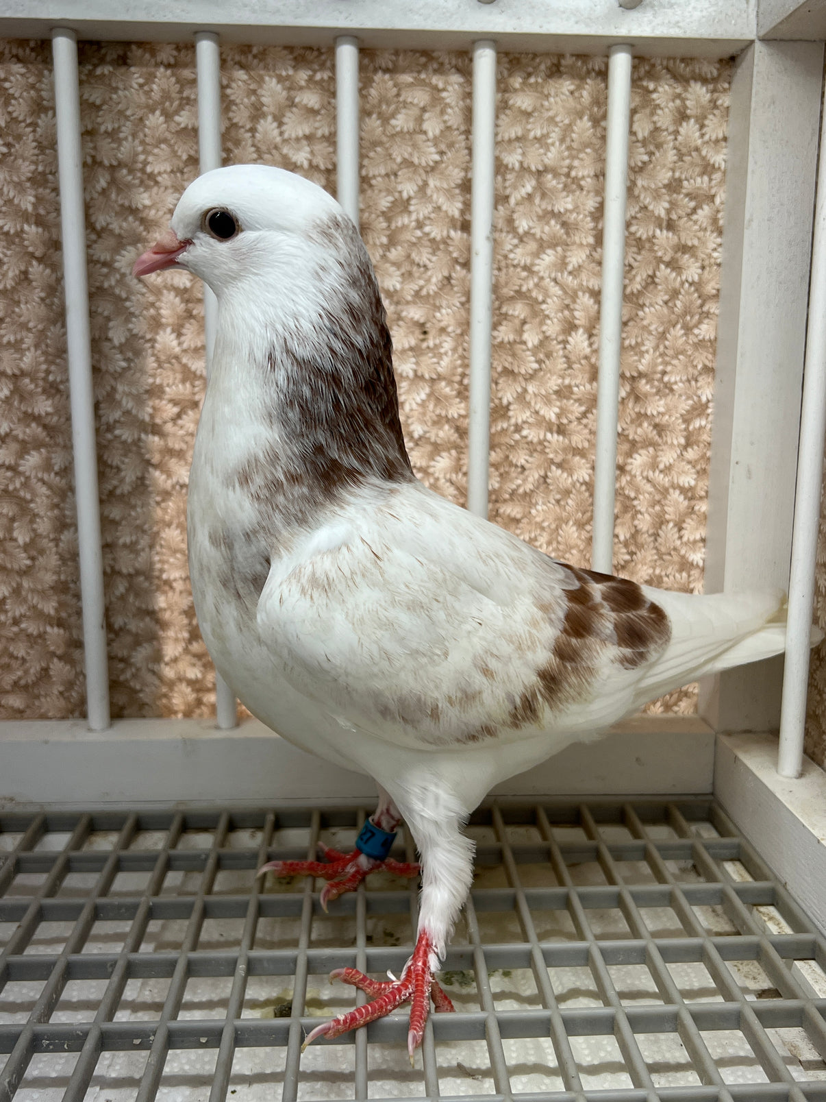 Birmingham Roller Pigeons for sale – Rocky Ridge Pigeons