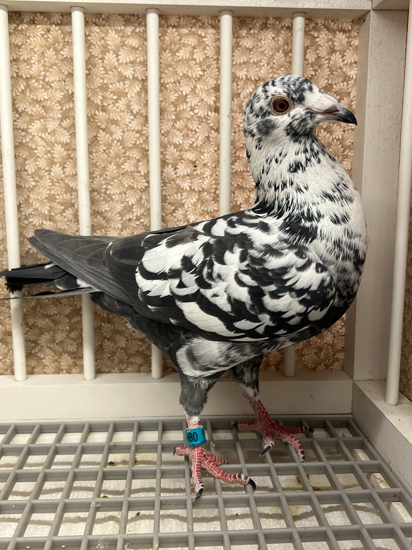 black eagle pigeons for sale – Rocky Ridge Pigeons