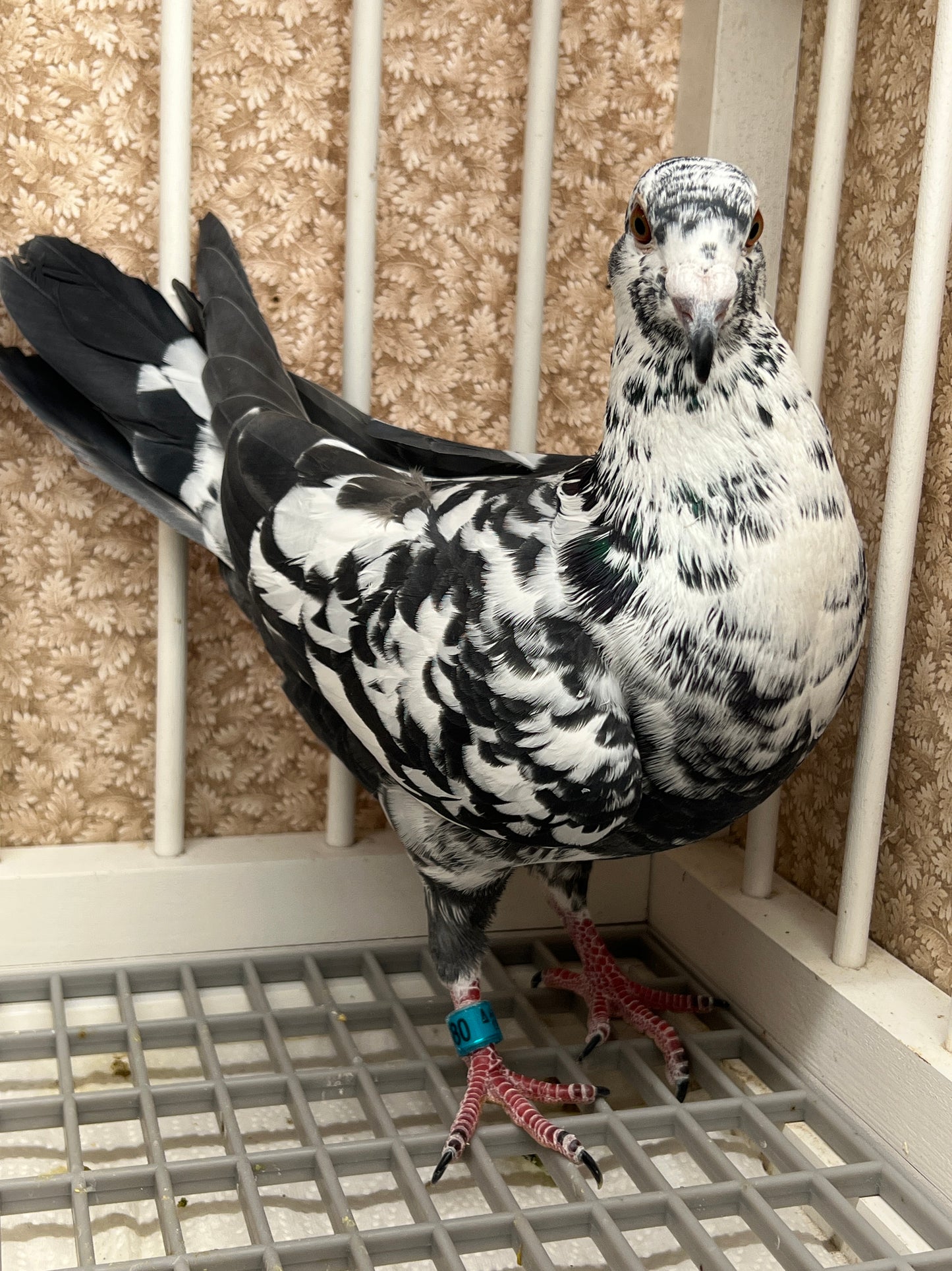 black eagle pigeons for sale – Rocky Ridge Pigeons