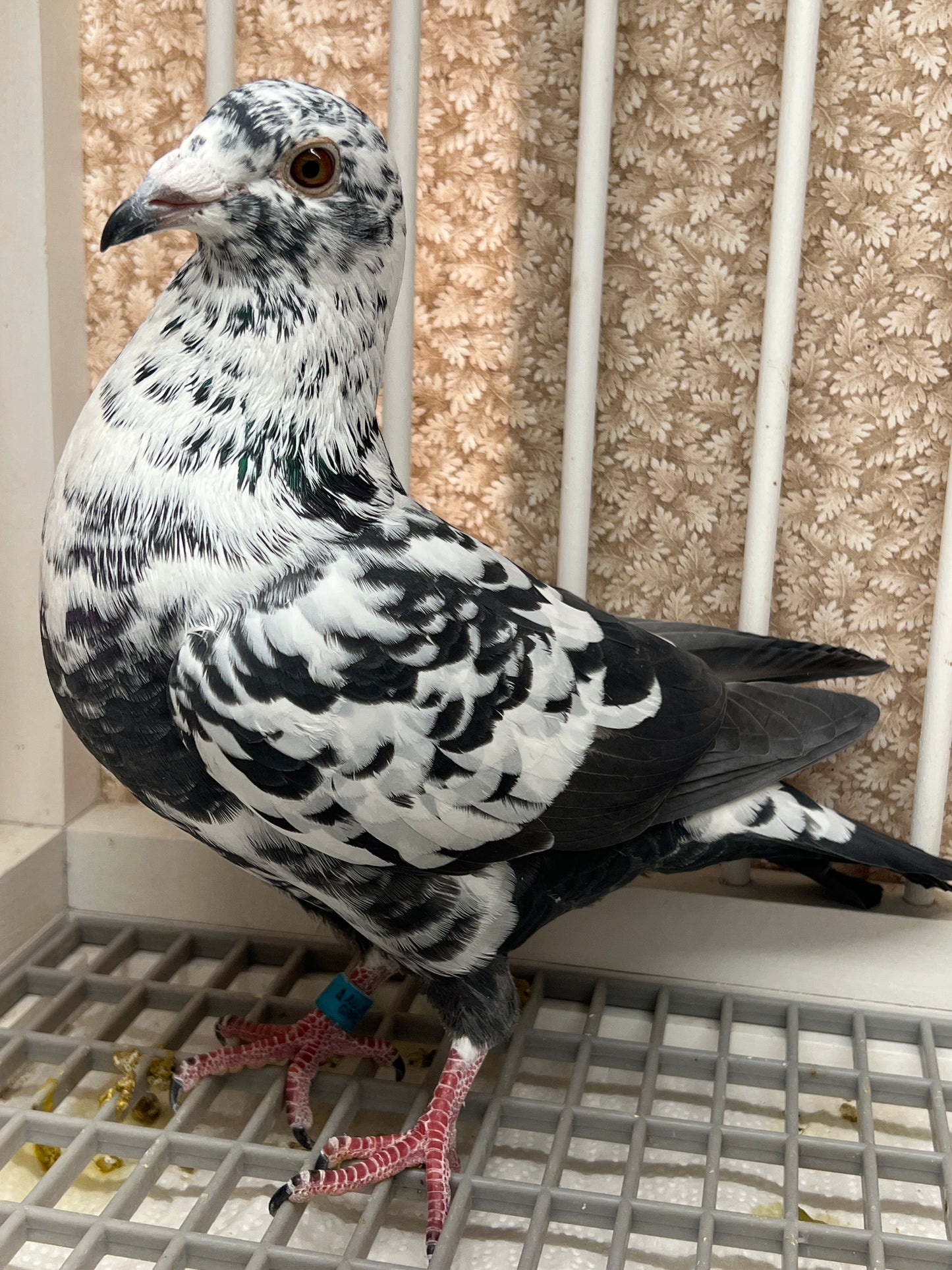 black eagle pigeons for sale – Rocky Ridge Pigeons