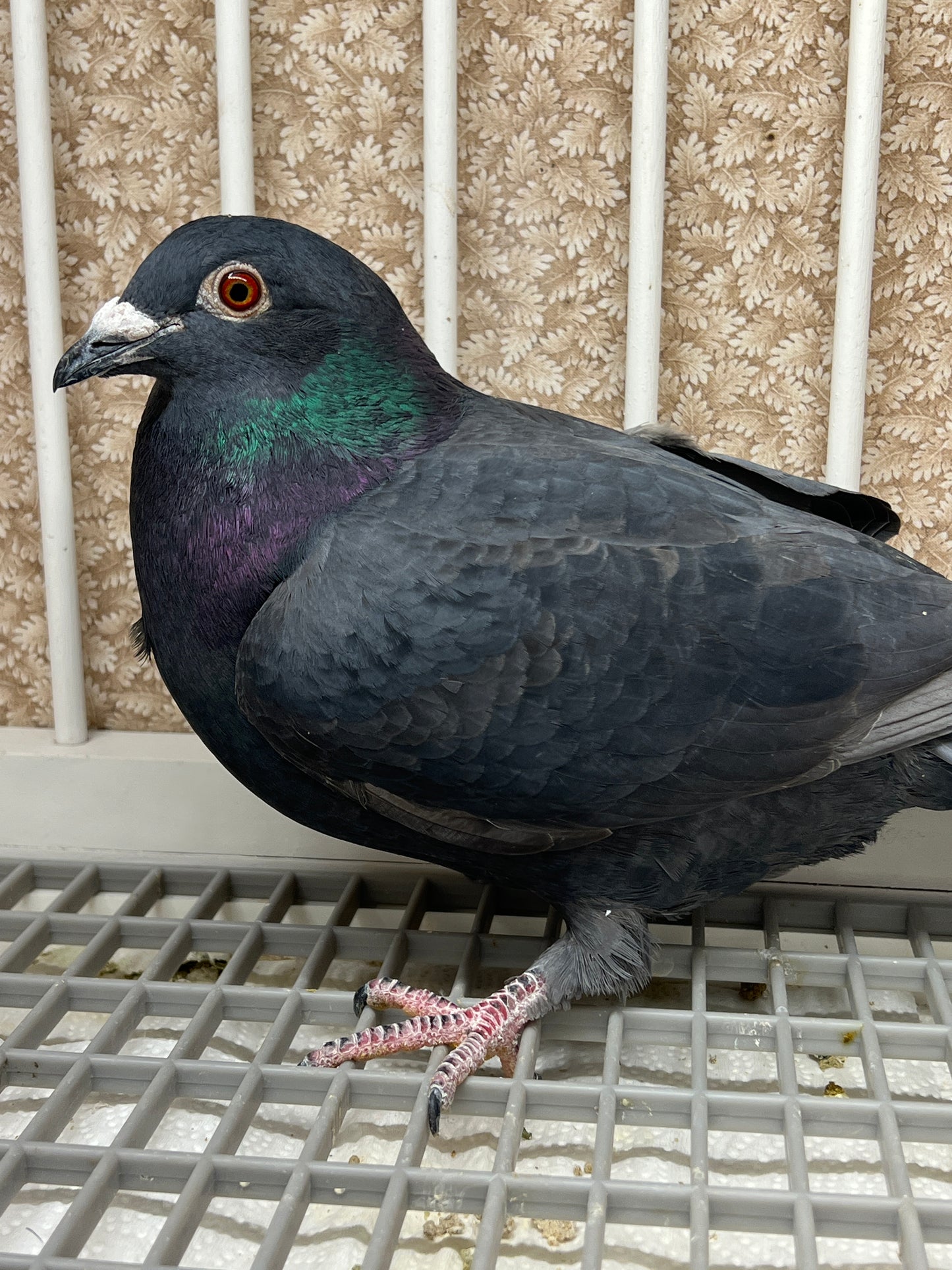 black eagle pigeons for sale – Rocky Ridge Pigeons