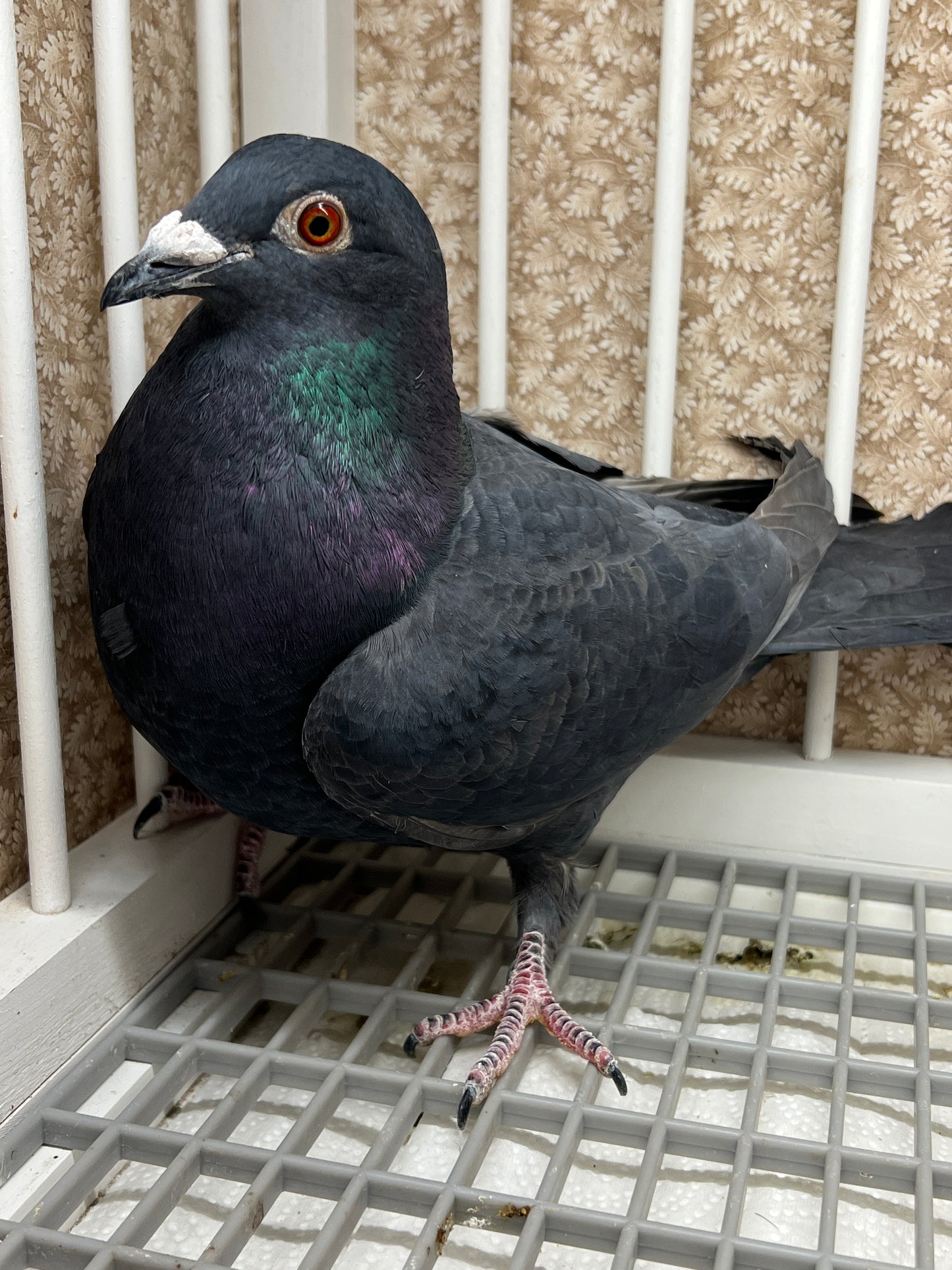 black eagle pigeons for sale – Rocky Ridge Pigeons