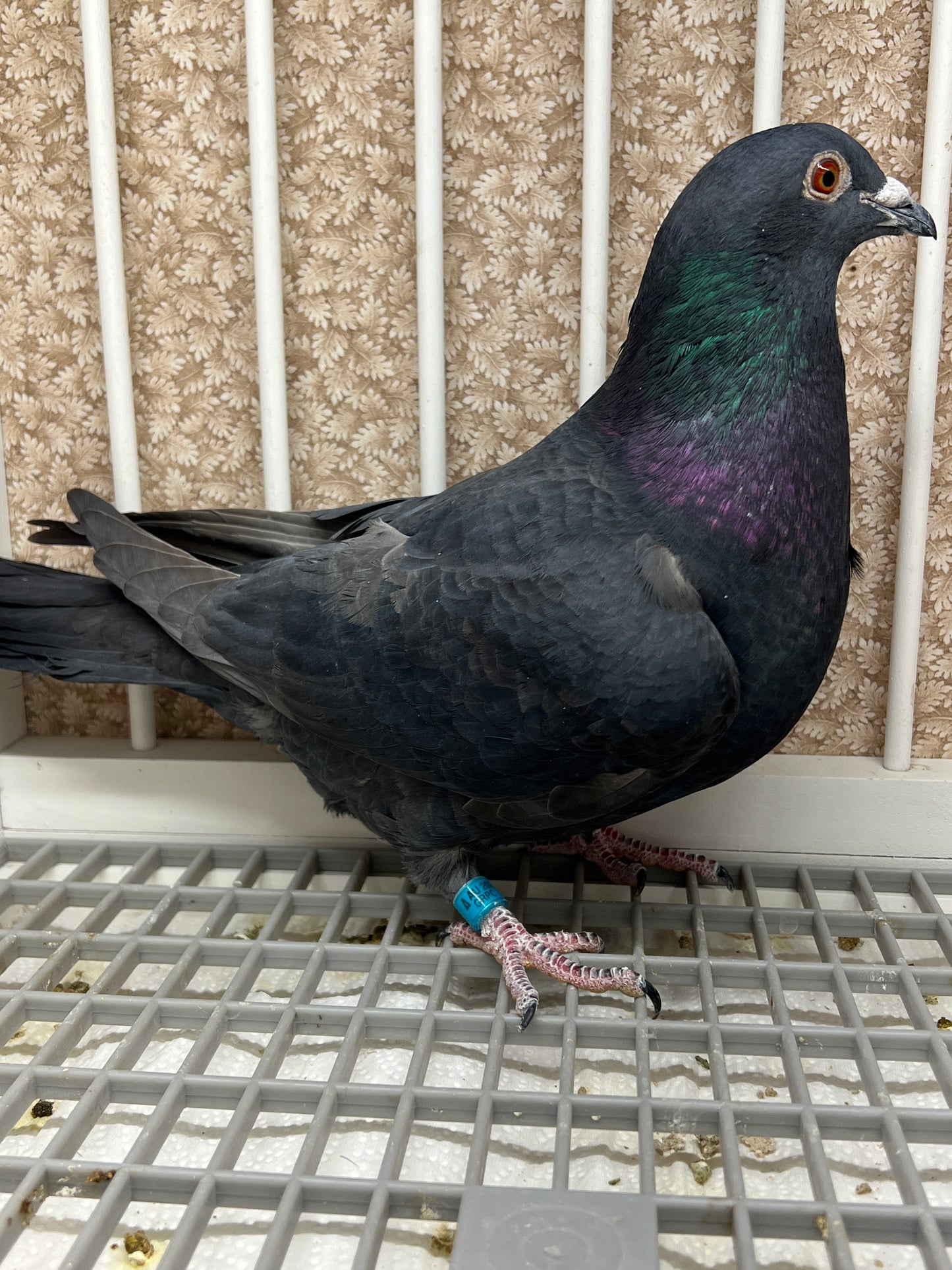 black eagle pigeons for sale – Rocky Ridge Pigeons