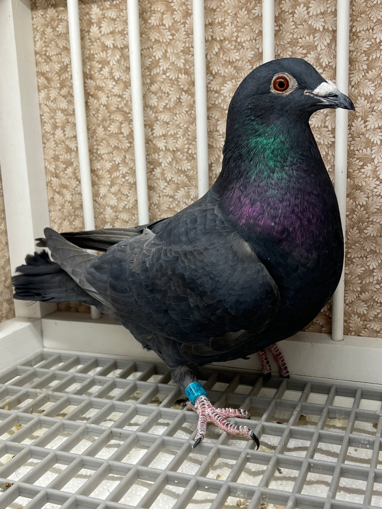 black eagle pigeons for sale – Rocky Ridge Pigeons