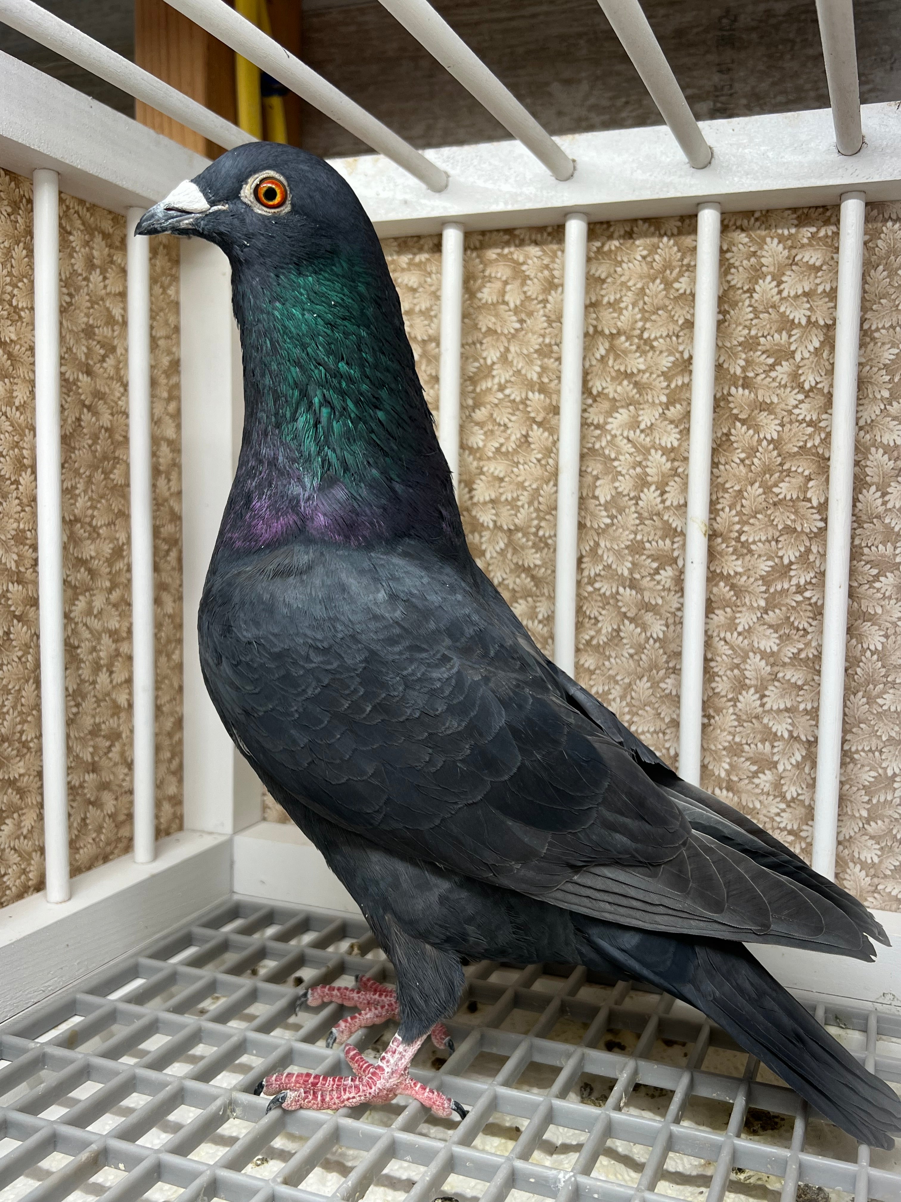 Black Eagle Pigeons for sale – Rocky Ridge Pigeons
