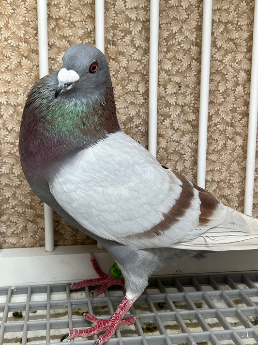 Products – Page 2 – Rocky Ridge Pigeons