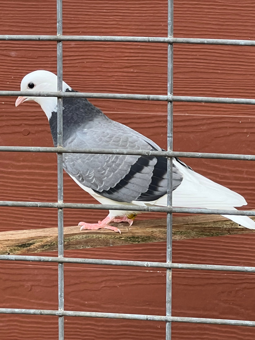 Birmingham Roller Pigeons for sale – Rocky Ridge Pigeons