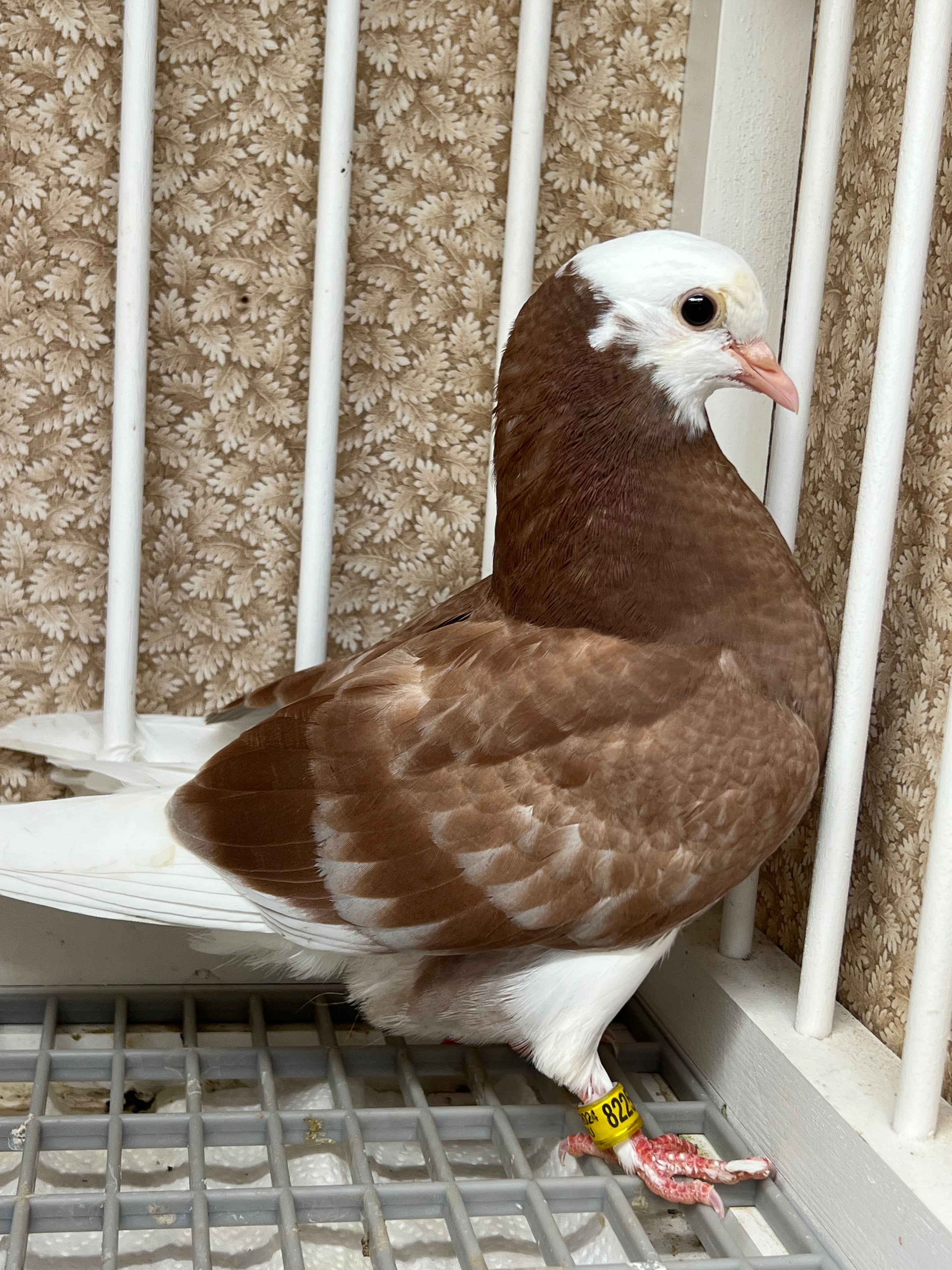 Birmingham Roller Pigeons for sale – Rocky Ridge Pigeons