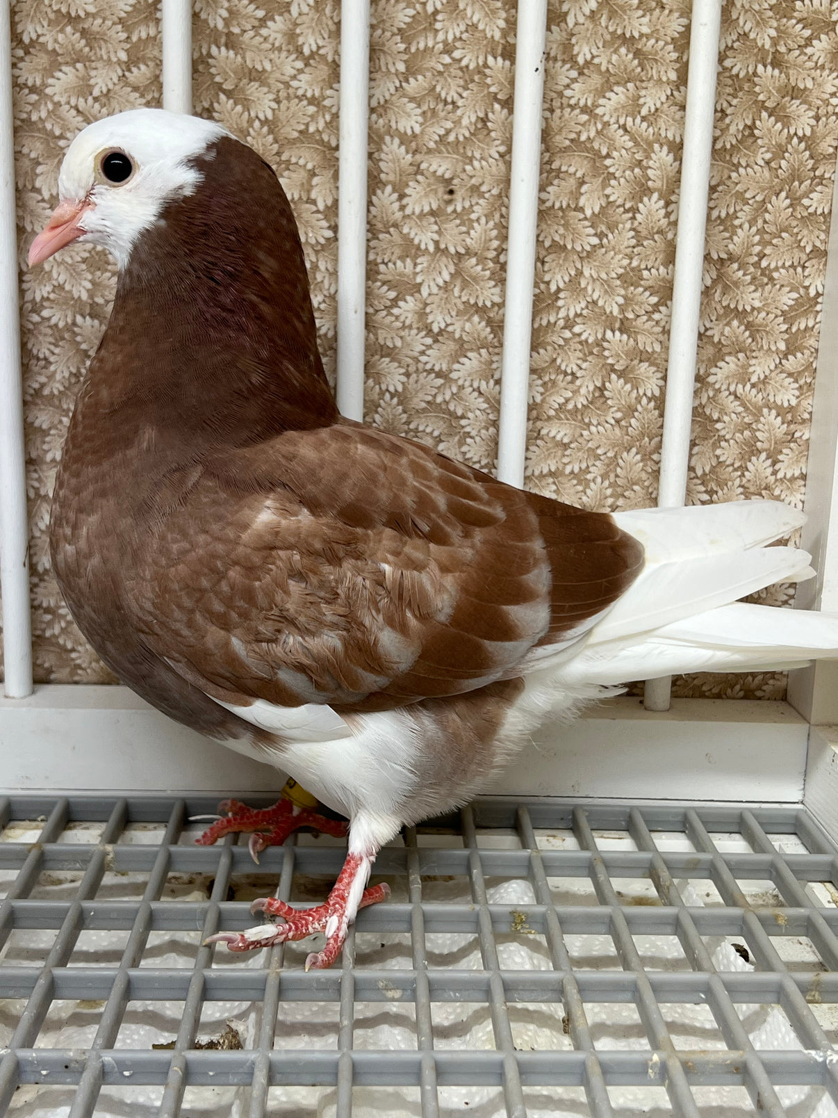 Birmingham Roller Pigeons for sale – Rocky Ridge Pigeons