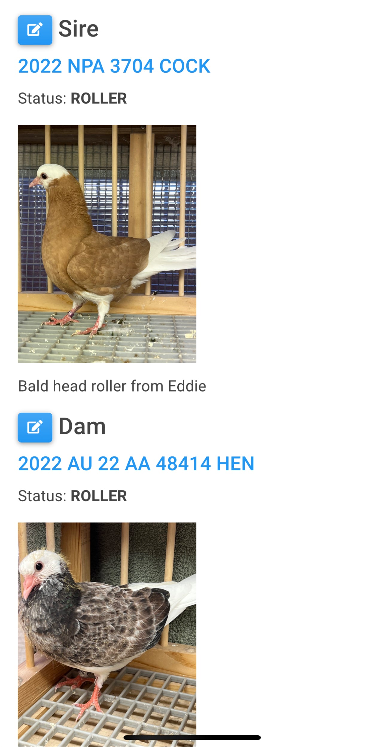 Birmingham Roller Pigeons for sale – Rocky Ridge Pigeons