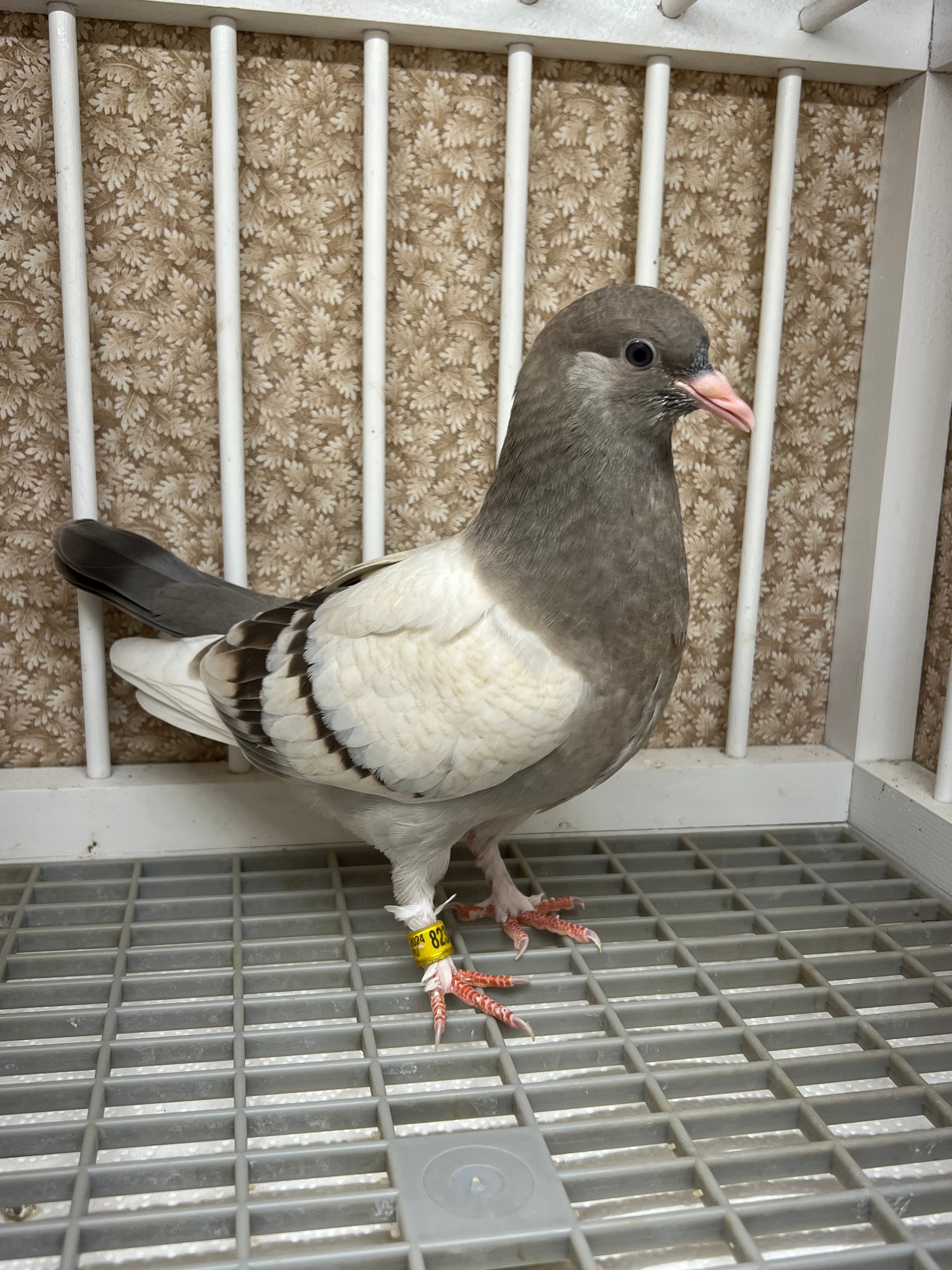 Birminham Roller Pigeons – Rocky Ridge Pigeons