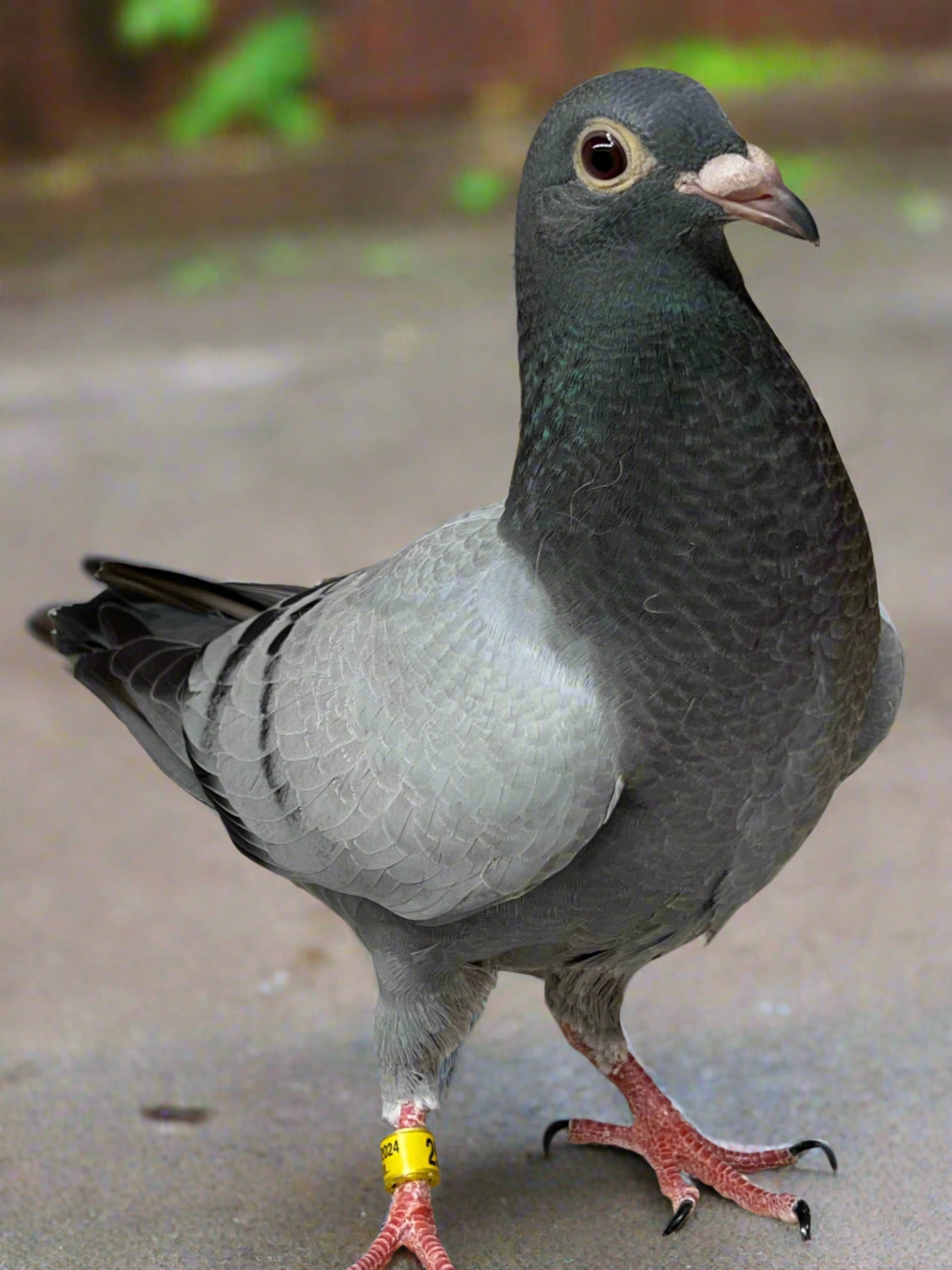 Racing Pigeons – Rocky Ridge Pigeons