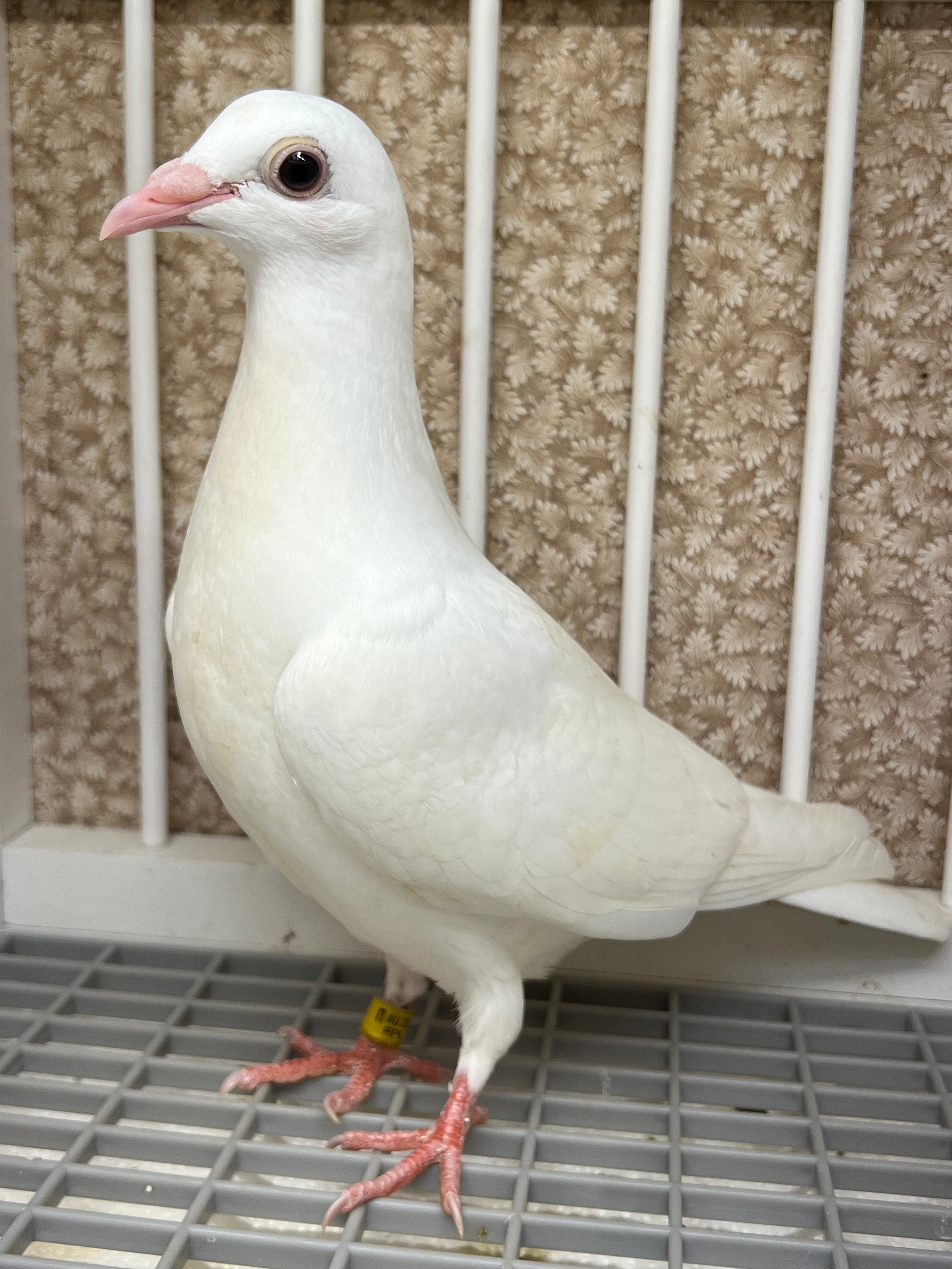 White Pigeons for sale – Rocky Ridge Pigeons
