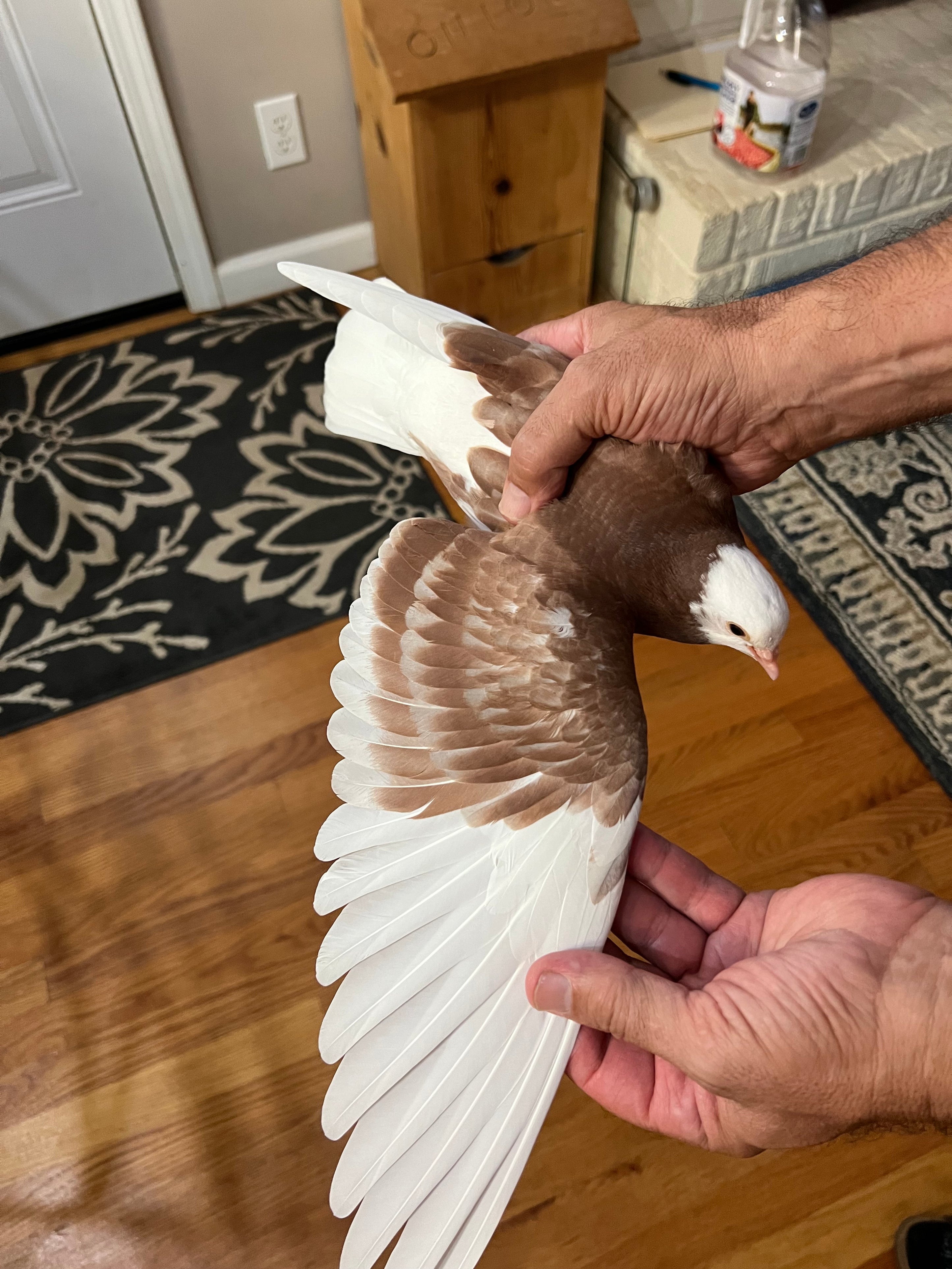 Birmingham Roller Pigeons for sale – Rocky Ridge Pigeons