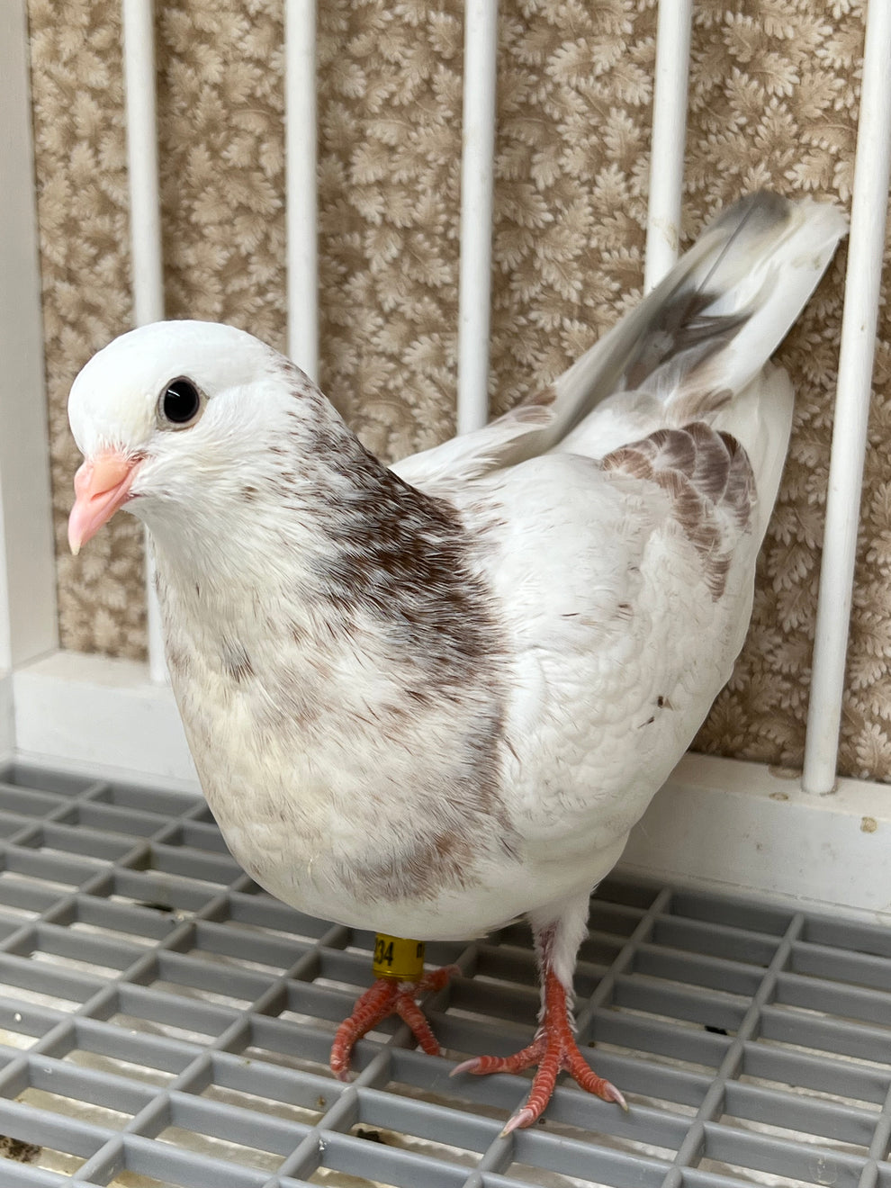 Birmingham Roller Pigeons for sale – Rocky Ridge Pigeons