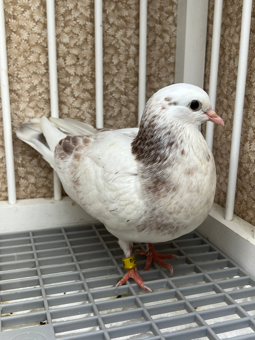 Birmingham Roller Pigeons for sale – Rocky Ridge Pigeons