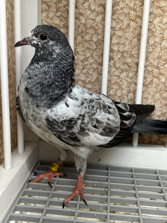Pakastani Highflyer Pigeons – Rocky Ridge Pigeons
