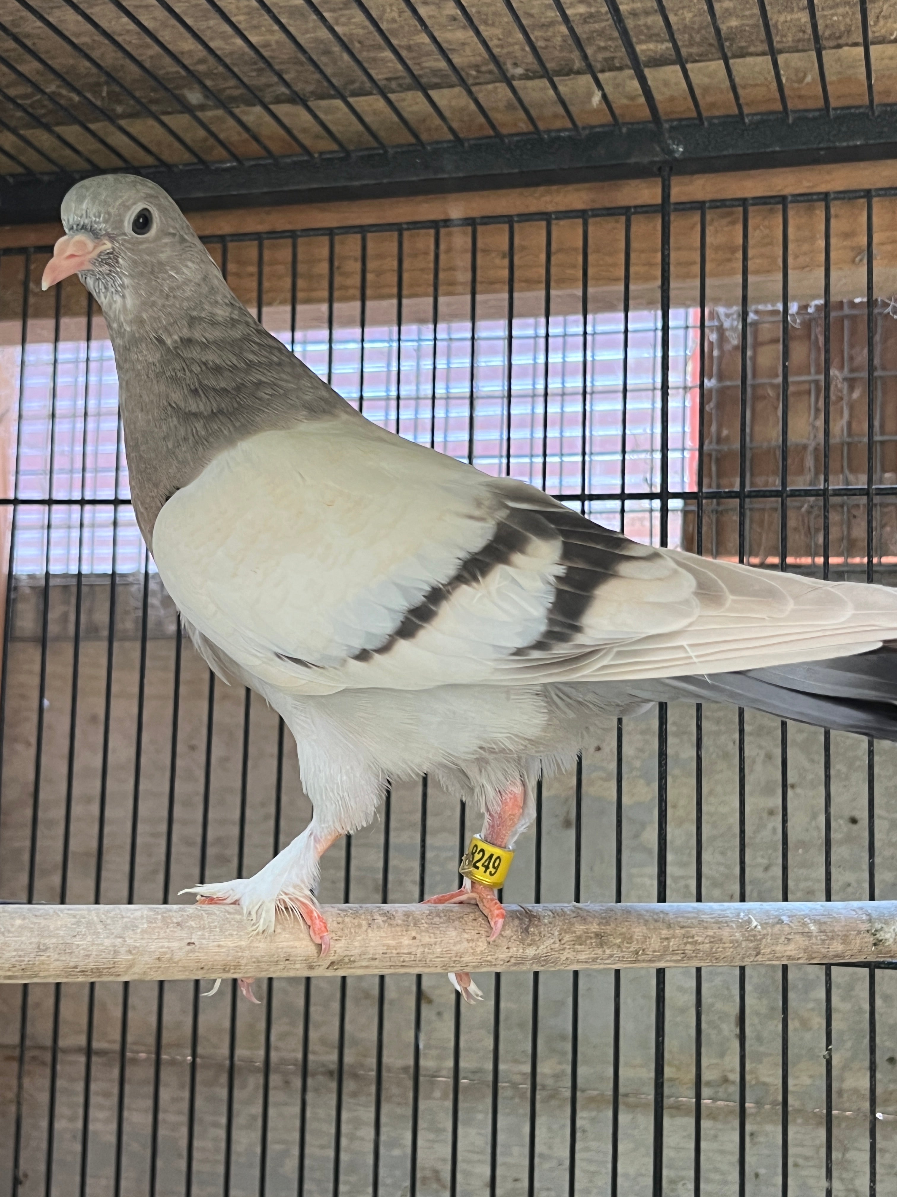 Birminham Roller Pigeons – Rocky Ridge Pigeons