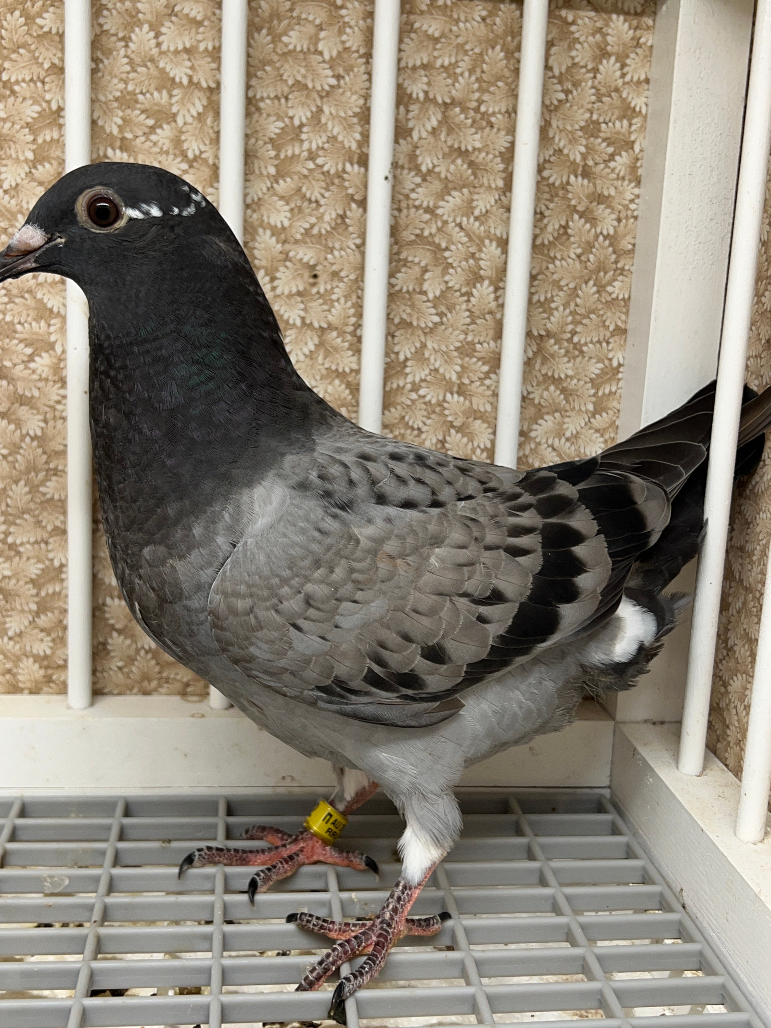 Rocky Ridge Pigeons