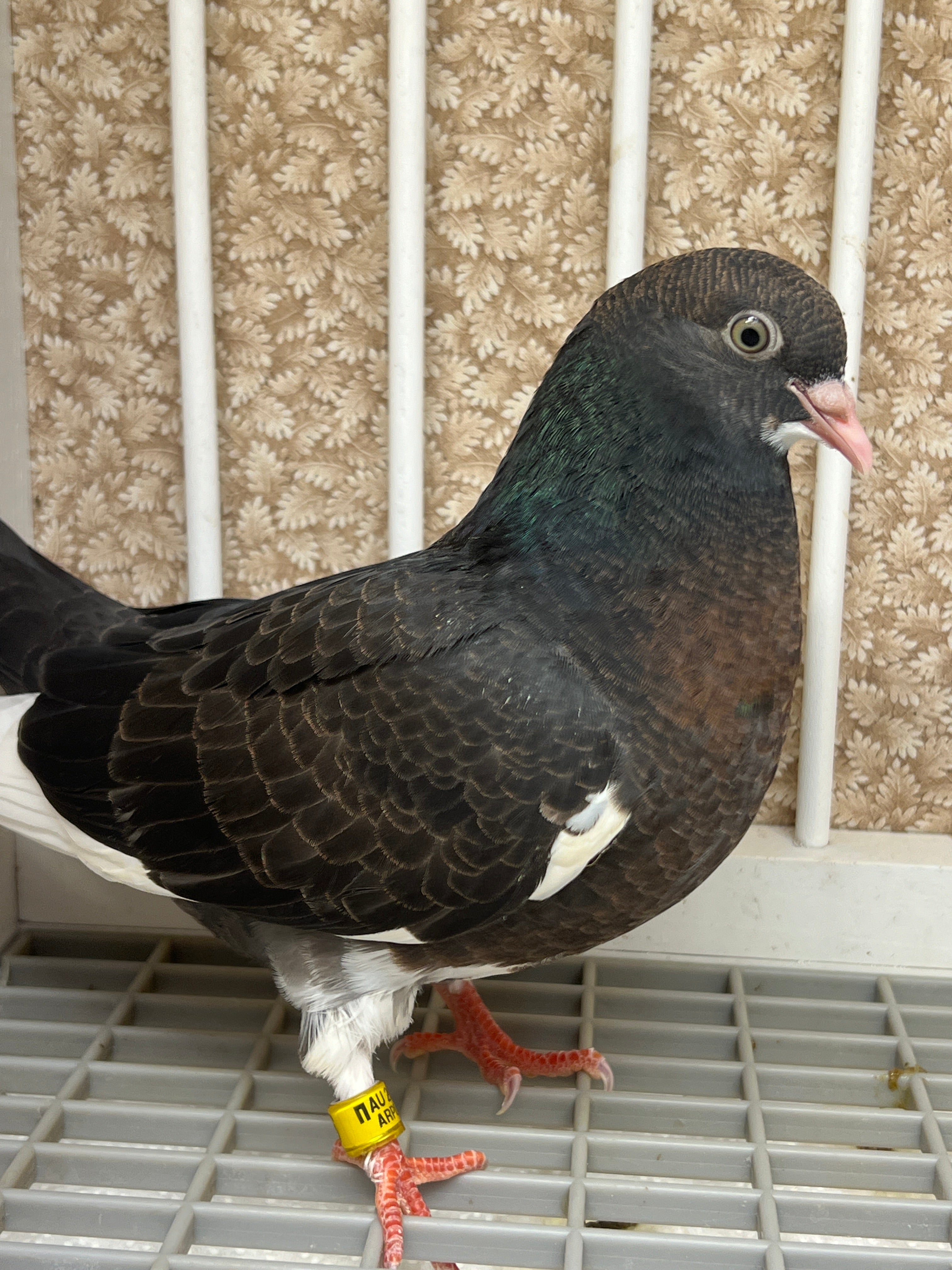 Birminham Roller Pigeons – Rocky Ridge Pigeons