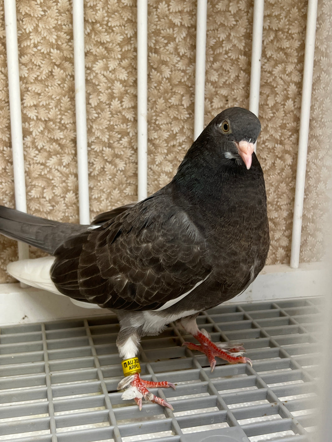 Birminham Roller Pigeons – Rocky Ridge Pigeons