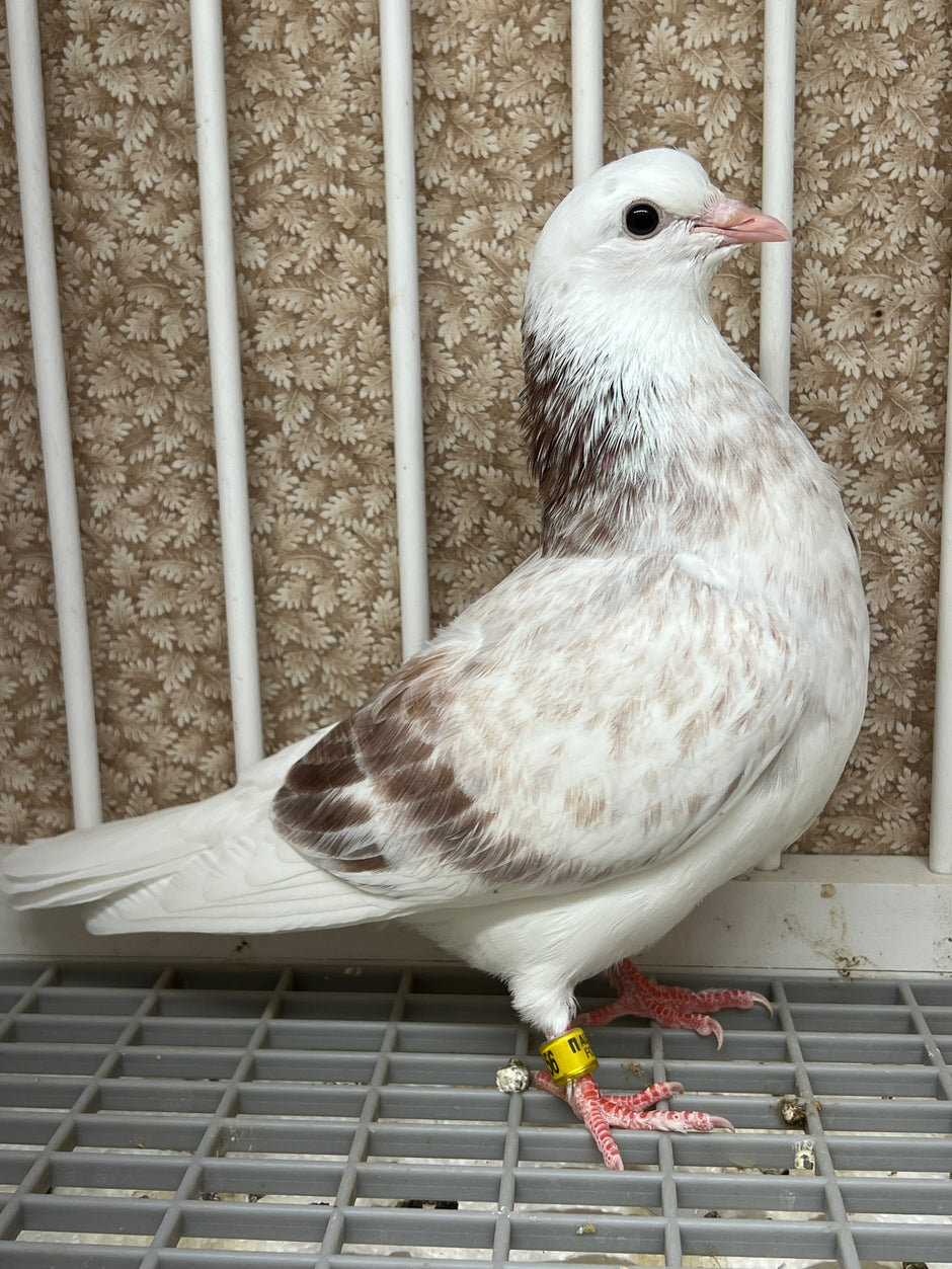 Birminham Roller Pigeons – Rocky Ridge Pigeons
