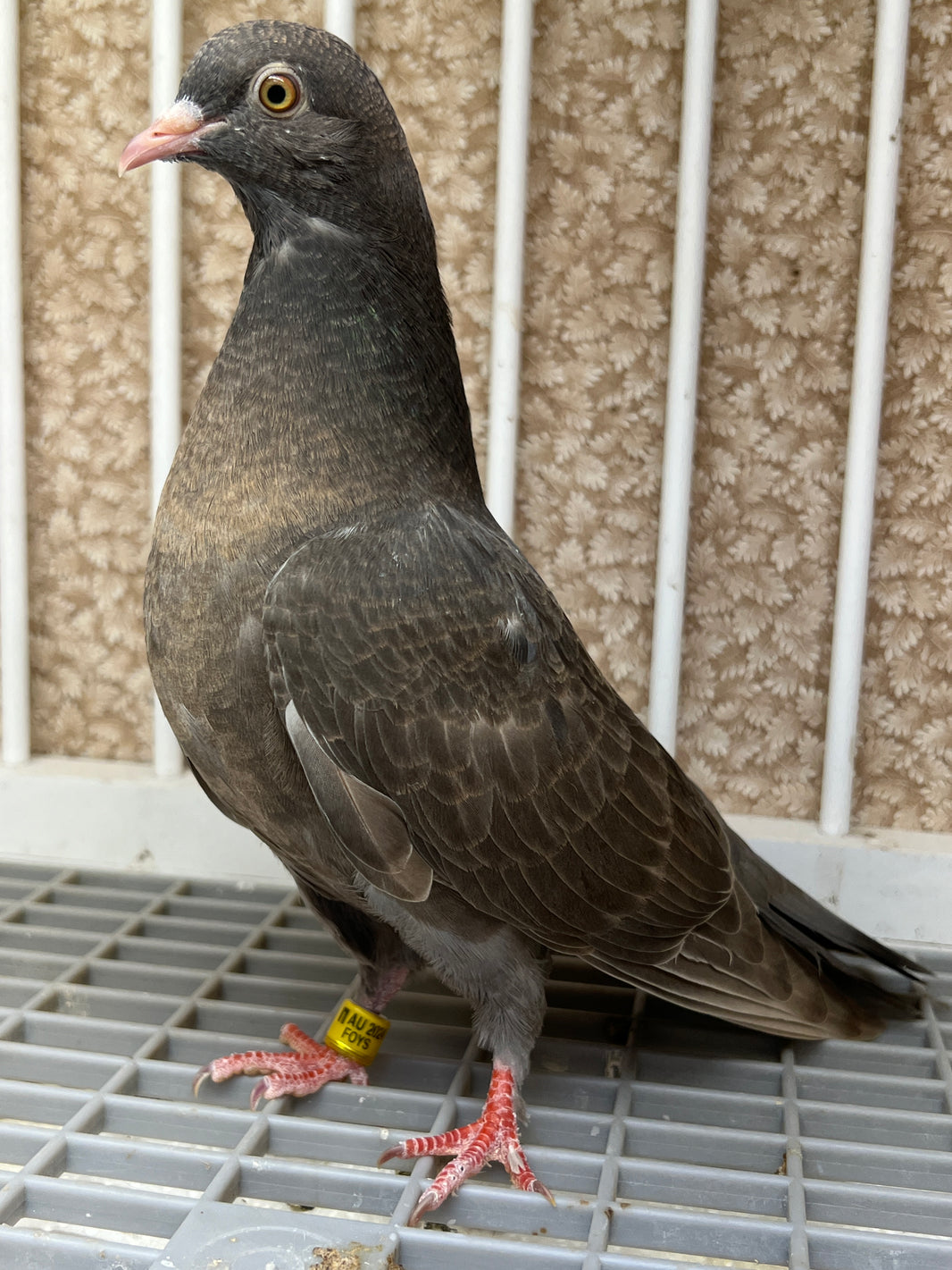 Birminham Roller Pigeons – Rocky Ridge Pigeons