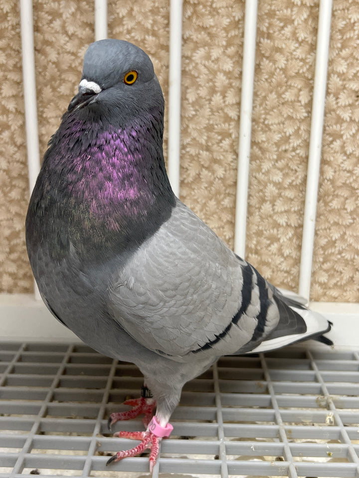 Birminham Roller Pigeons – Rocky Ridge Pigeons