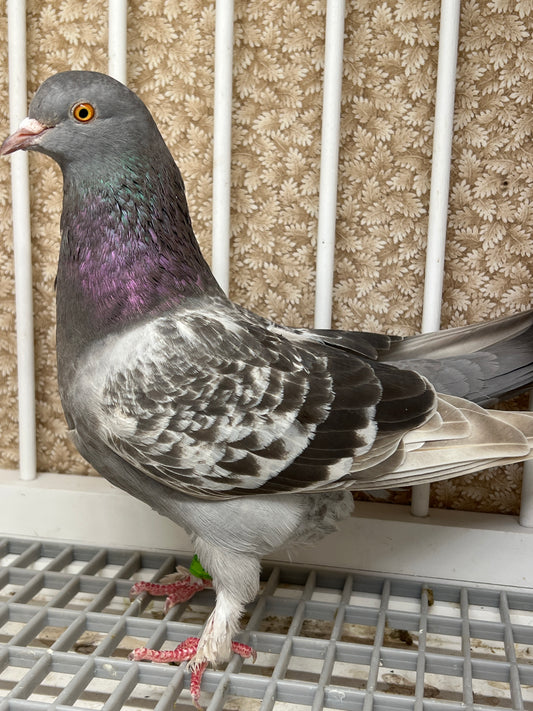 Birminham Roller Pigeons – Rocky Ridge Pigeons